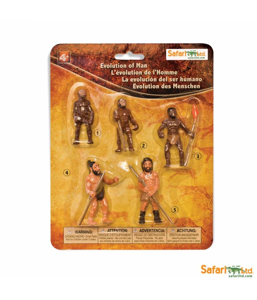 L évolution De L Homme Cycle De La Vie Safari Ltd